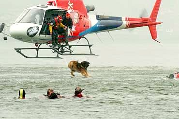 Helicopter rescue dogs - PPRuNe Forums