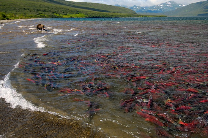 Salmon Spawning at Kuril Lake in Kamchatka | Amusing Planet