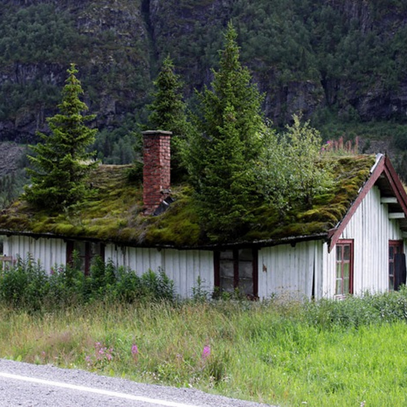 The Grass Roofs of Norway | Amusing Planet