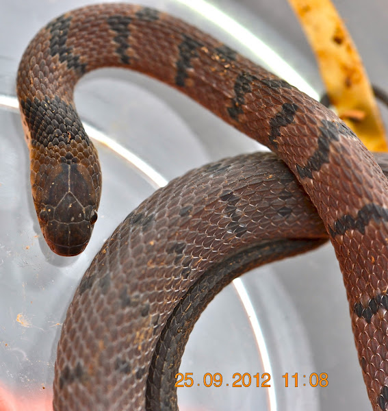 Banded Coffee Snake | Project Noah