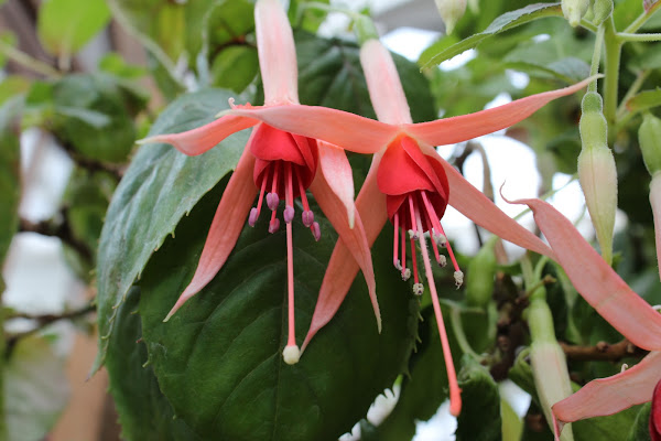 Fuchsia Flower | Project Noah