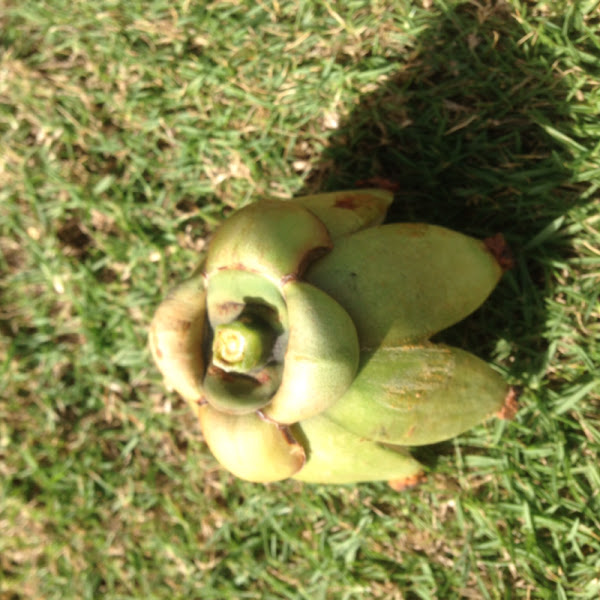 Pitch Apple, Florida Clusia | Project Noah