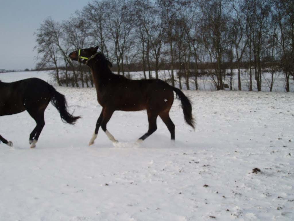 Flyvende heste, total glæde. - Opslag, billeder og video - Heste-Nettet.dk