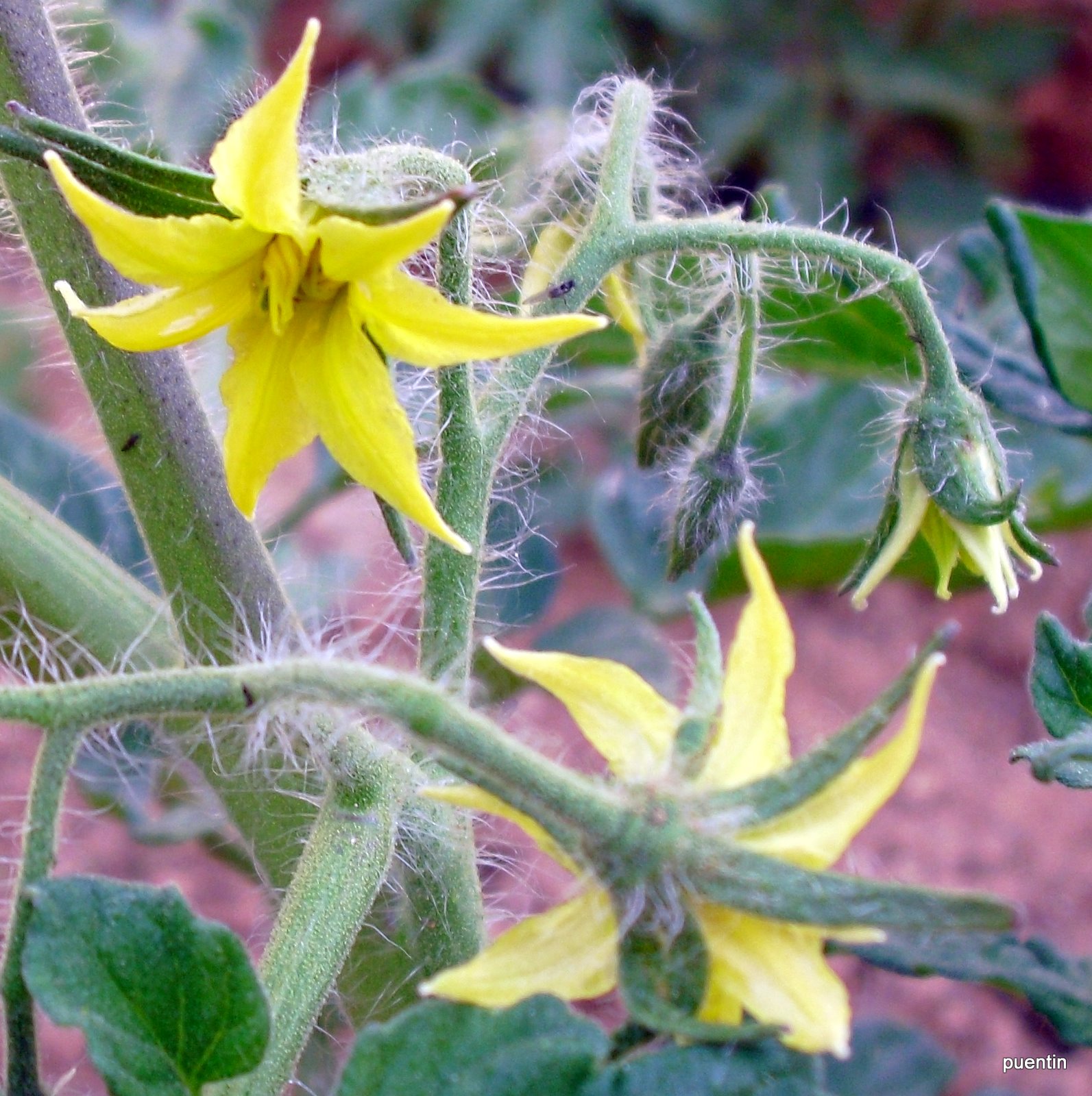 Huerto Puentin: Flores del Tomate