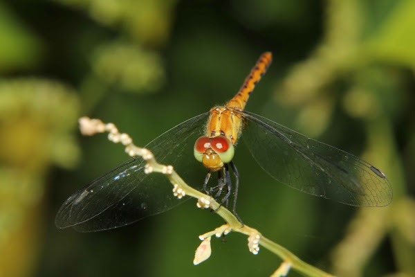 Pygmy Percher | Project Noah