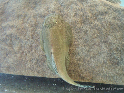 Borneosucker Aquascaping Blog | Http://Borneosucker.blogspot.com ...