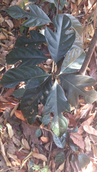 Jackfruit Tree | Project Noah