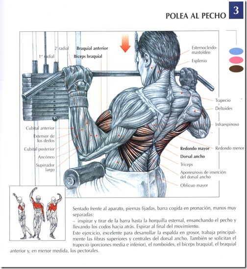Musculación: Polea al pecho
