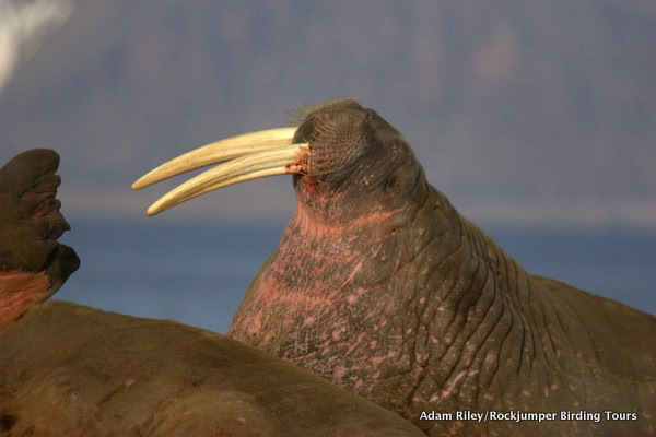 Walrus | Project Noah