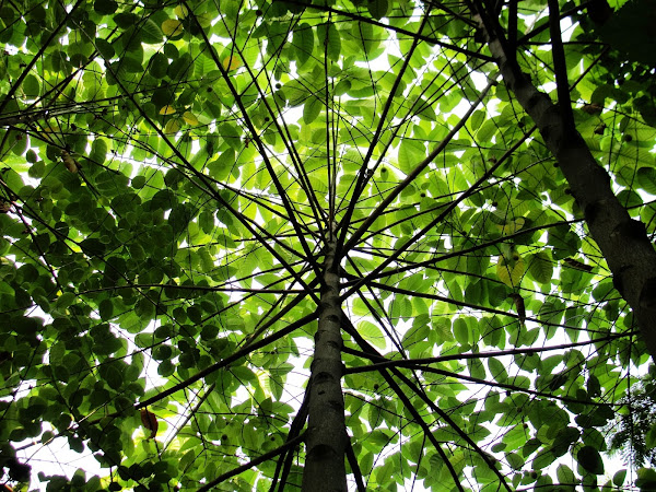 कदम्ब Kadamb | Project Noah