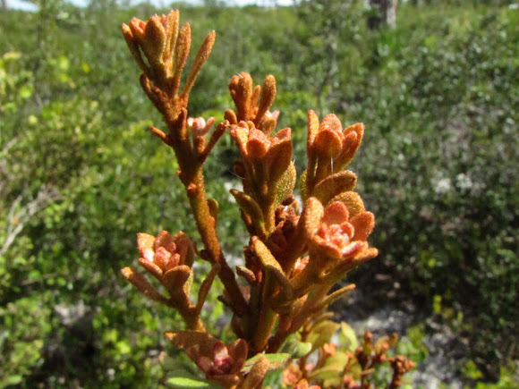 Rusty lyonia | Project Noah