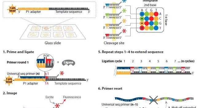 Next Generation Sequencing 系列： SOLiD 系統