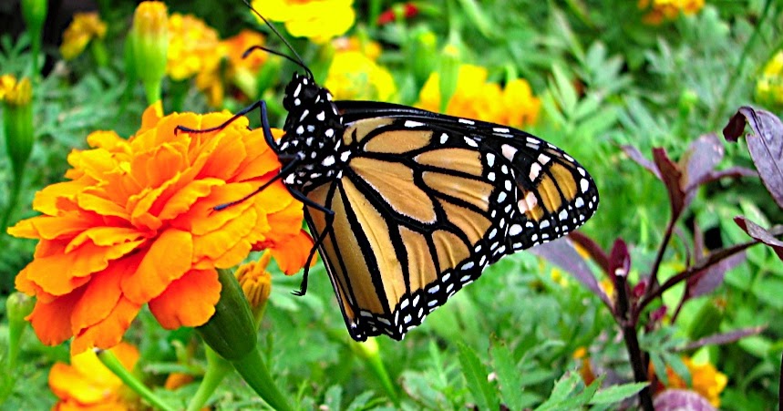 Cincinnati Nomerati: The Butterfly Show at Krohn Conservatory: