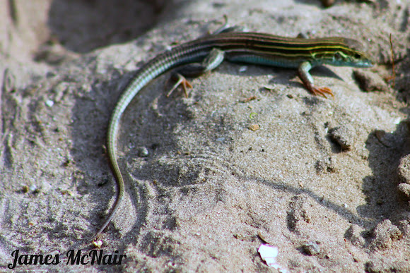 Six-lined Racerunner | Project Noah