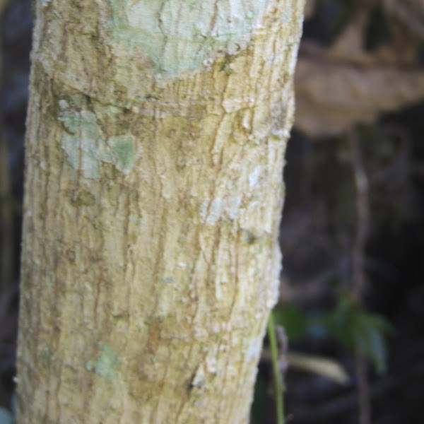 Chichicaste | Project Noah