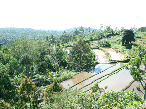 Green View at Pacung