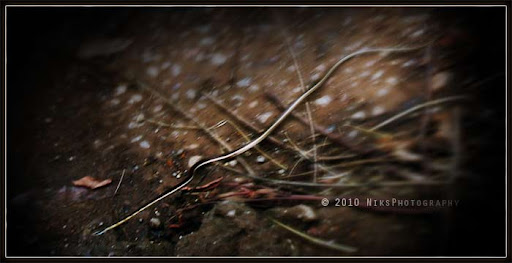 The Indian Snake - Snake from Maharashtra, Shivaji's Raigad Fort | Nik ...