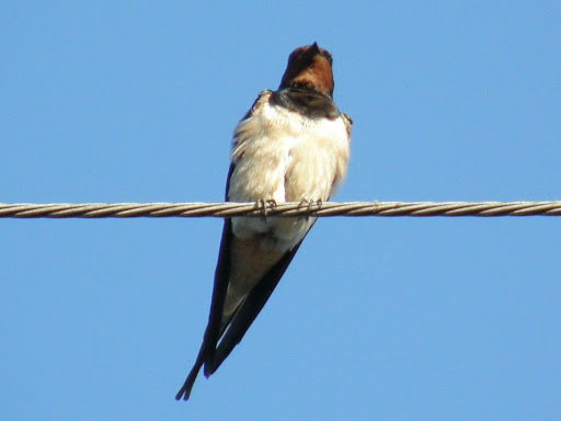 Belváros, Budapest: Molnárfecske + füstifecske