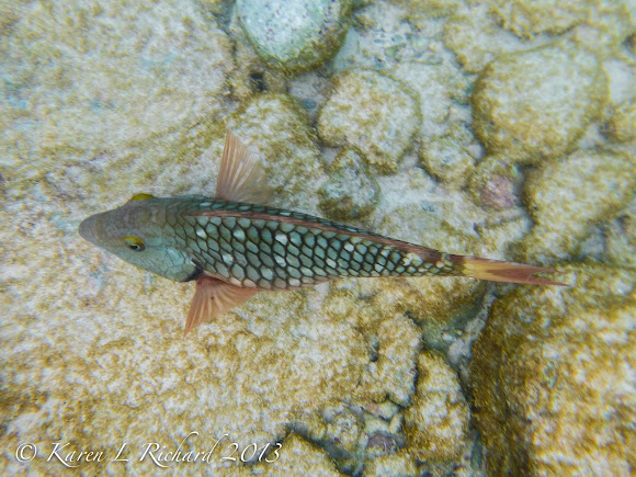 Stoplight parrotfish (initial phase) | Project Noah