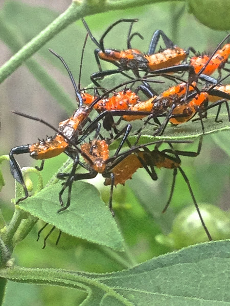 Leaf-footed Bug nymphs | Project Noah