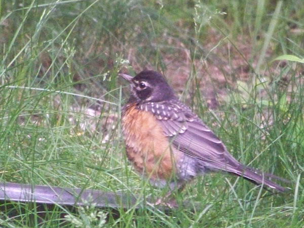 robin juvenile | Project Noah