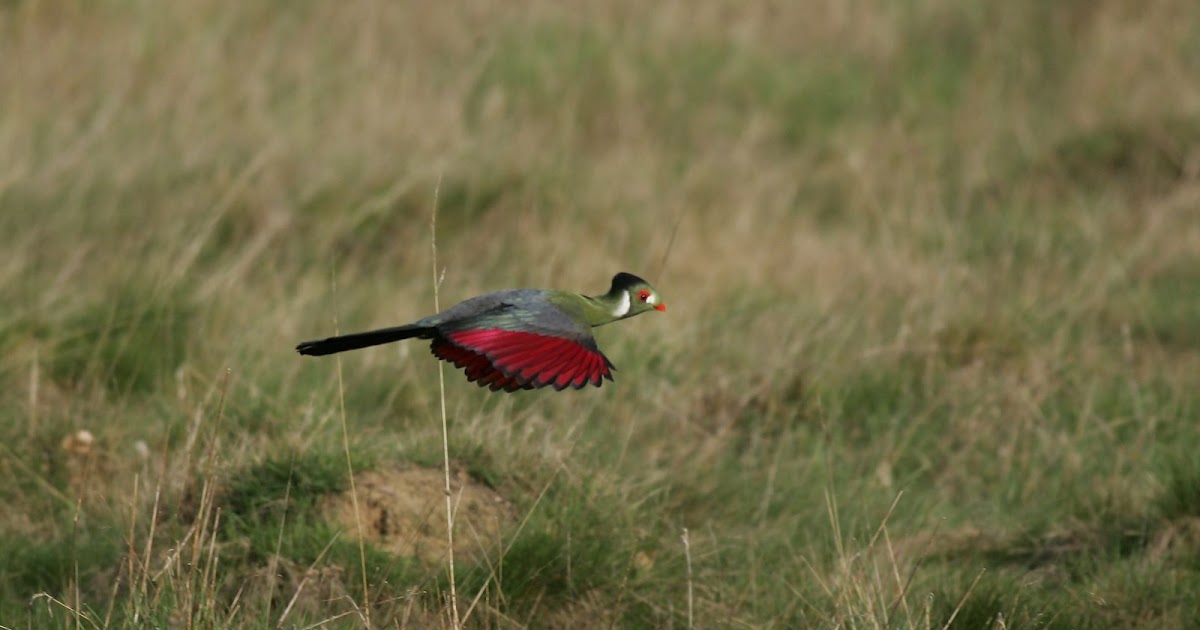 Wanstead Birder: Look who's Back!