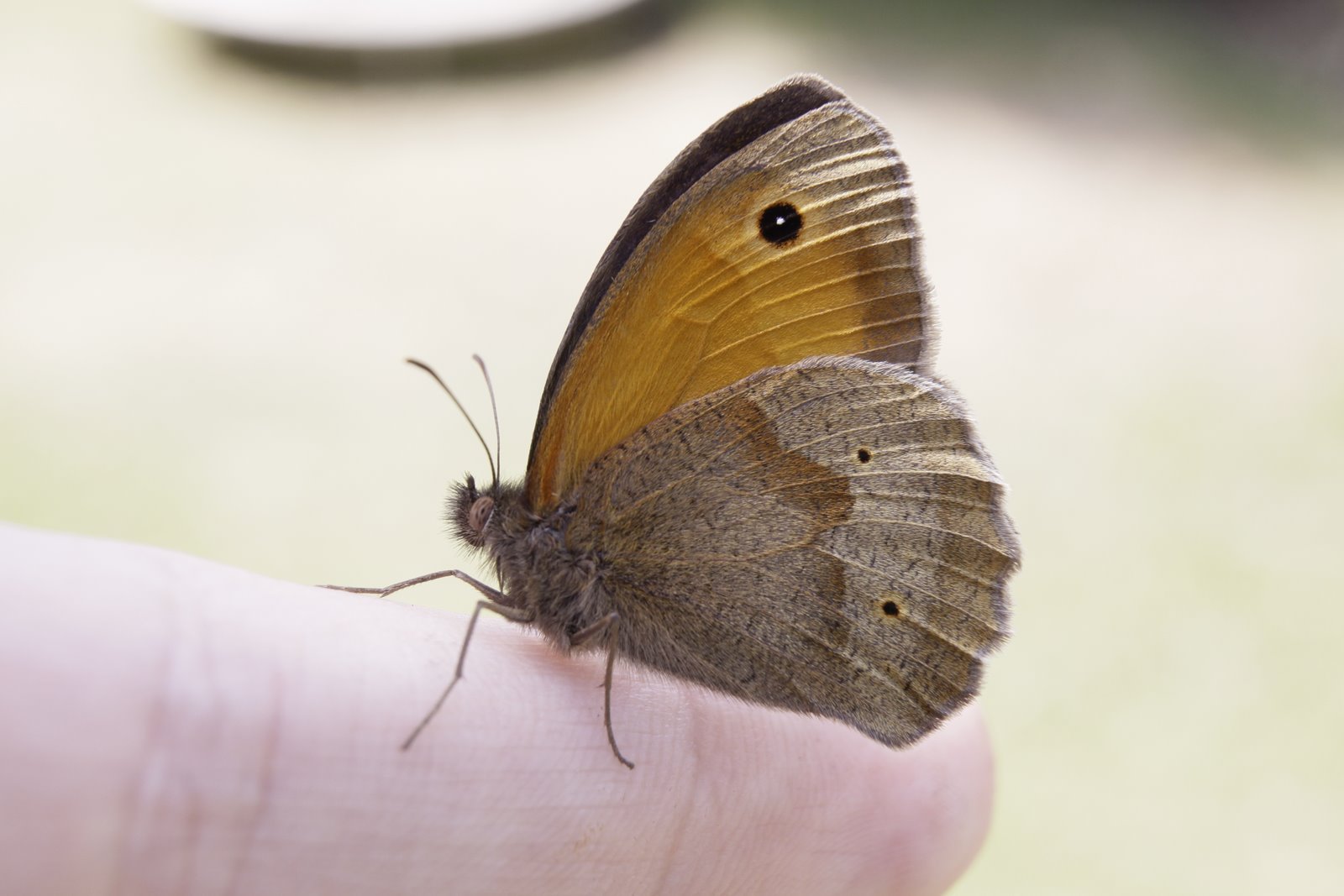 Wanstead Birder: Autumn, Lepidoptery and random waffle