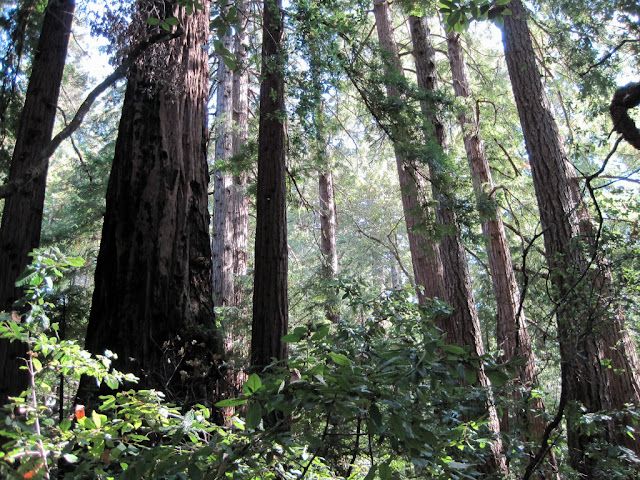 More Butano State Park – Leor Pantilat's Adventures