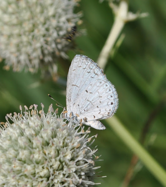 Summer Azure | Project Noah