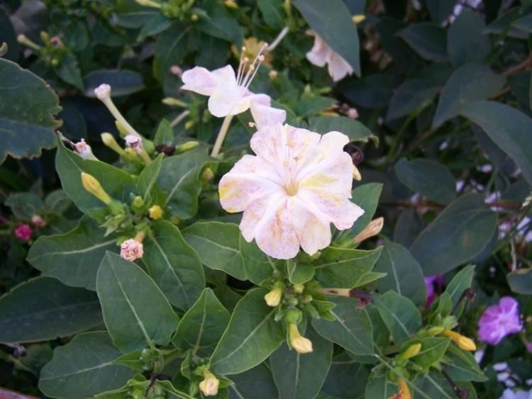 Mirabilis Jalapa - JungleKey.fr Wiki