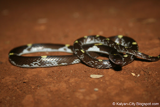 Yellow Spotted Wolf Snake - Lycodon Flavomaculatus Photos