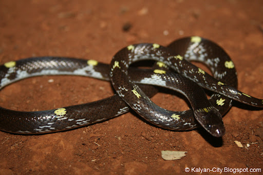 Yellow Spotted Wolf Snake - Lycodon Flavomaculatus Photos