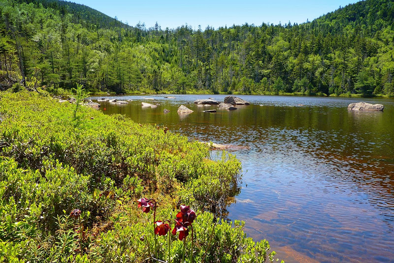 Trek to a Prehistoric NH Volcano, and to a Pond with a Prehistoric Feel ...