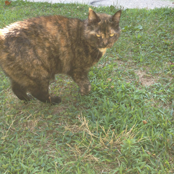 Tortoiseshell cat, Calico cat, marble cake cat | Project Noah