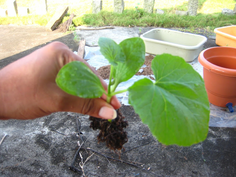 PADVAL AGRICULTURE AND FARM ENTERPRISES: Growing Pumpkins using ...