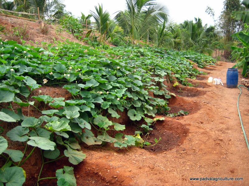 PADVAL AGRICULTURE AND FARM ENTERPRISES: Bottle Gourd Cultivation in ...
