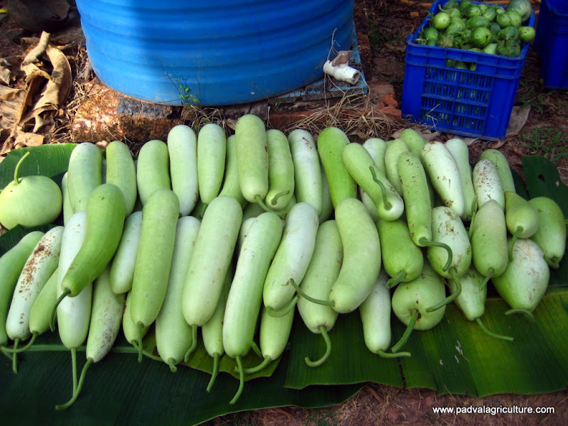 PADVAL AGRICULTURE AND FARM ENTERPRISES: Bottle Gourd Cultivation in ...