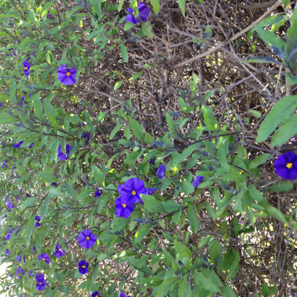 Blue Potato Bush | Project Noah