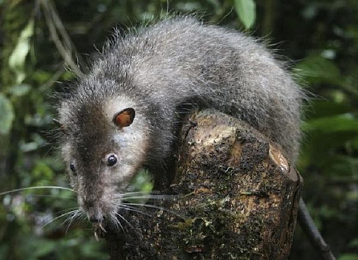 Bayou Renaissance Man: If you're afraid of mice, don't read this!