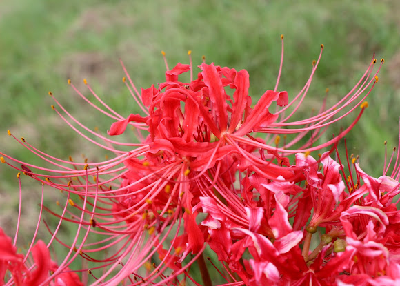 Red spider lily | Project Noah