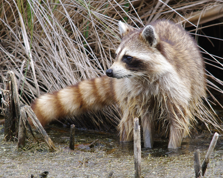 White-faced Ibis and Raccoon: Pentax SLR Talk Forum: Digital ...