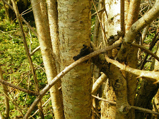 Glue fungus - Atlantic Hazel Action Group (AHAG)