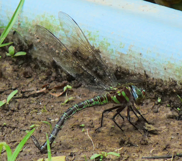 Swamp Darner, female ovipositing | Project Noah