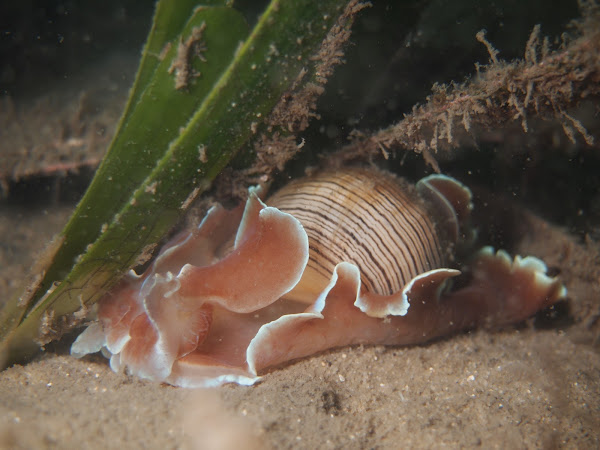 Lined bubble shell | Project Noah