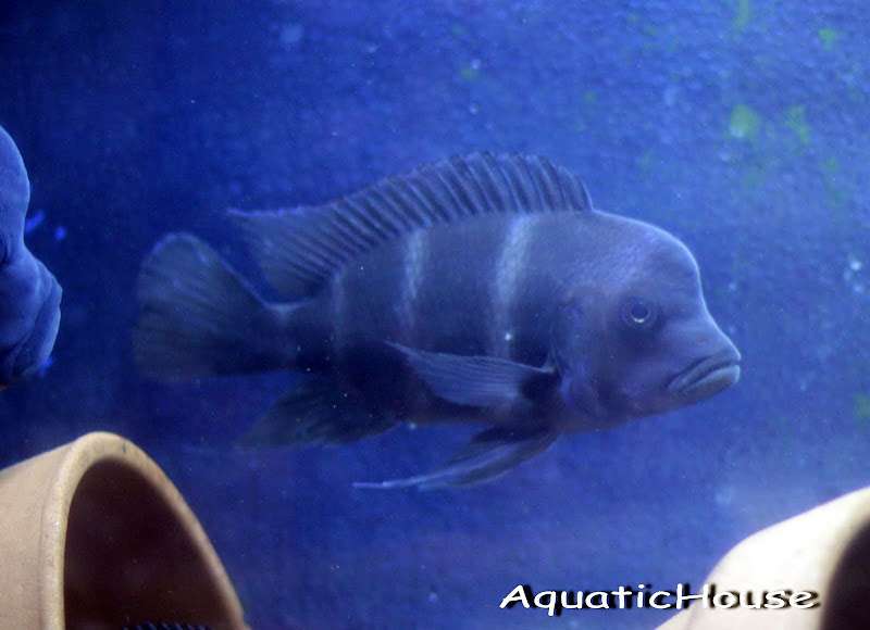 Aquatic House: Frontosa - Mpimbwe