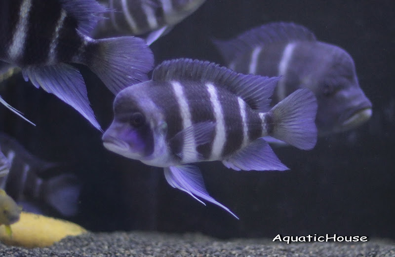 Aquatic House: Frontosa - Samazi