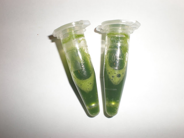 lab equipment: Plant leaf sample homogenization