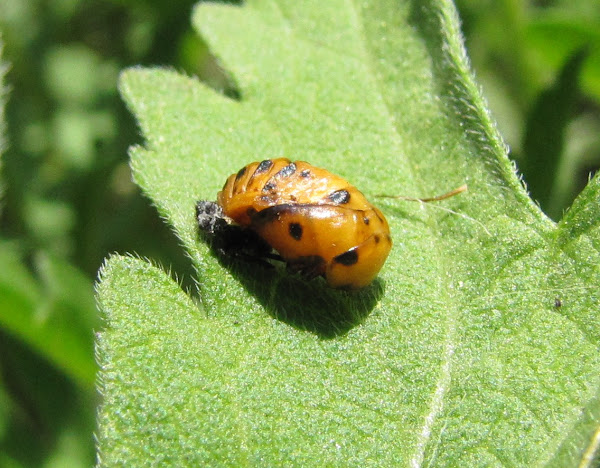 Seven-spotted ladybug pupa | Project Noah
