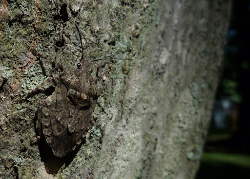 Pecha Kucha | Sofie A Welvaert
