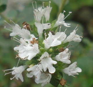 Lamiaceae - FloraSBS
